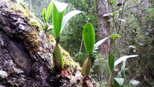 Bulbophyllum coriophorum Flower, Leaf, Care, Uses - PictureThis