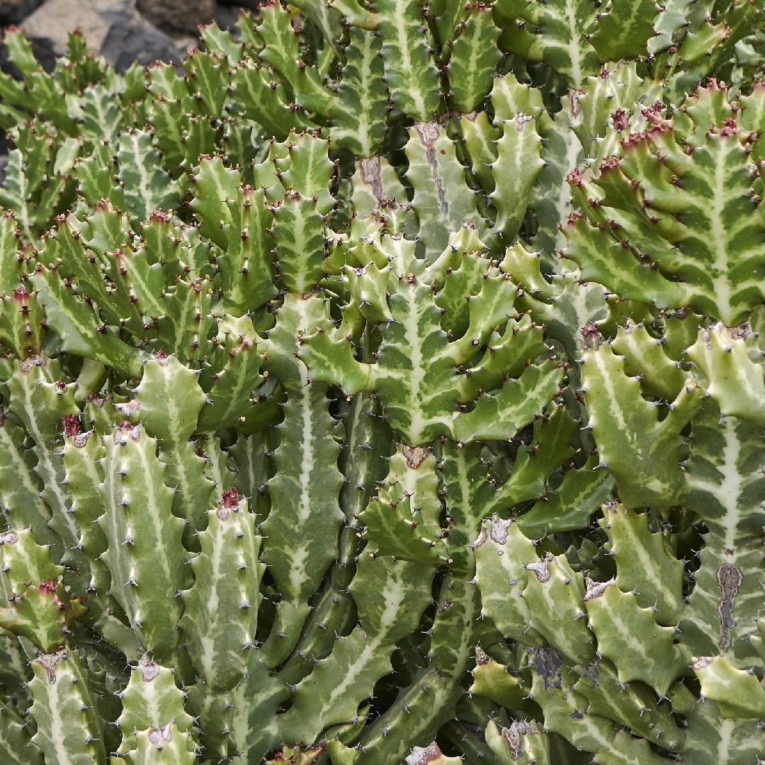 Euphorbia Lactea