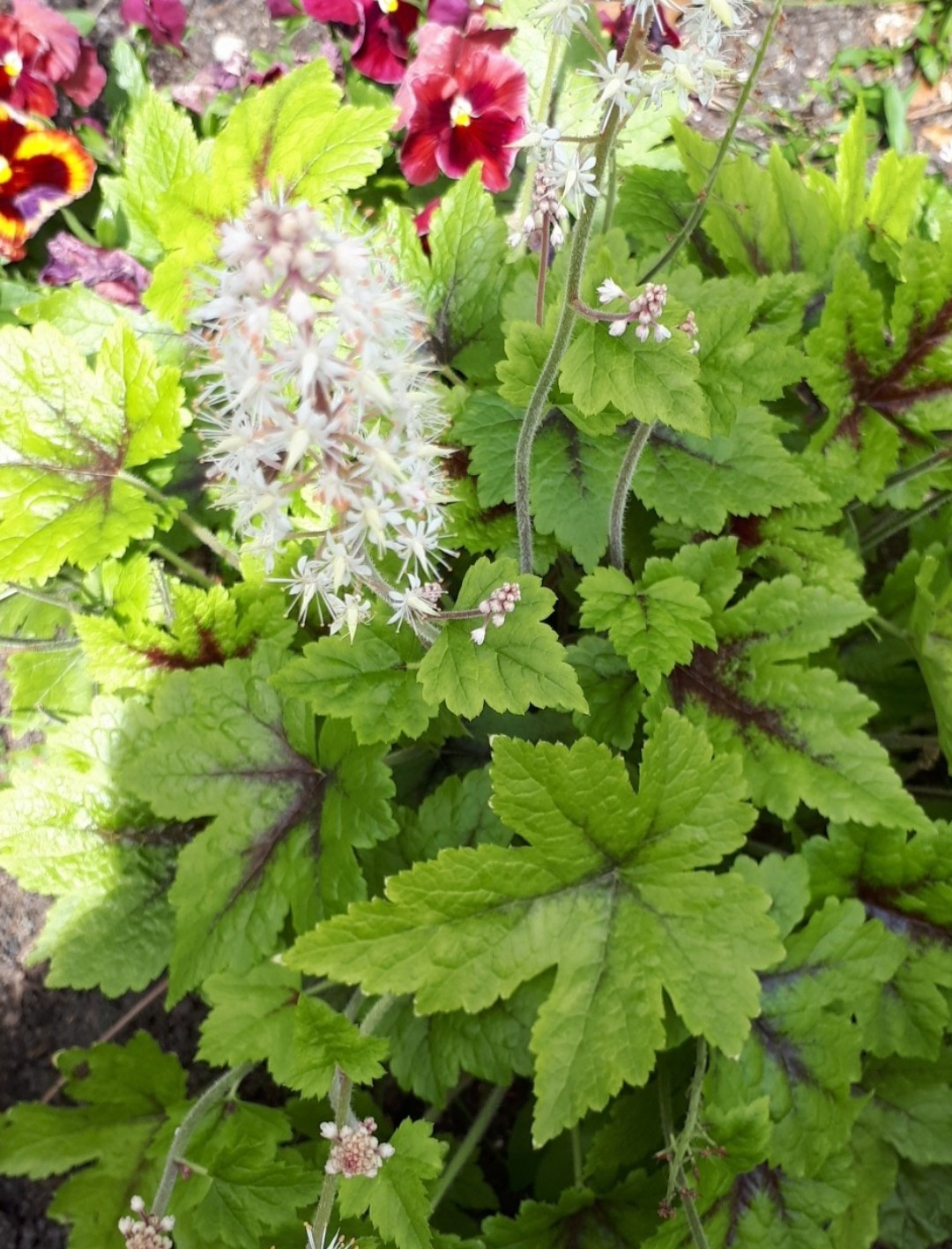 Tiarella cordifolia 'Crow Feather' - PictureThis