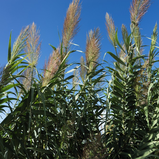 Arundo donax - PictureThis
