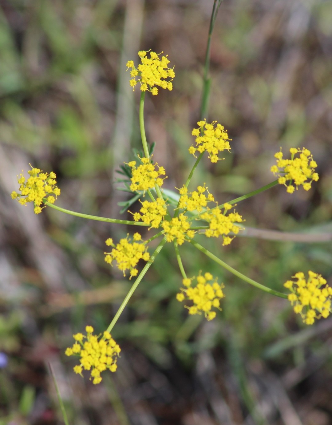 Lomatium triternatum - PictureThis