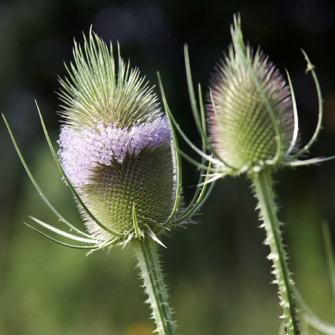 Wilde Karde (Dipsacus sylvestris) - PictureThis