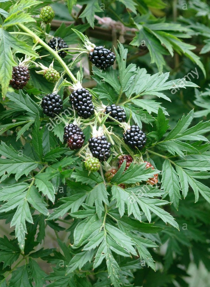 Rubus fruticosus 'Oregon Thornless' - PictureThis