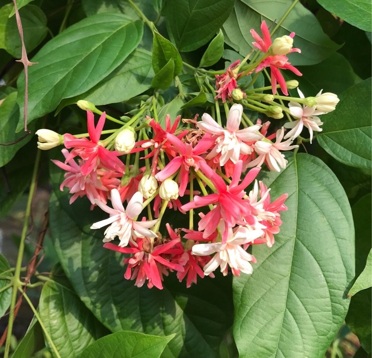 Combretum malabaricum - PictureThis