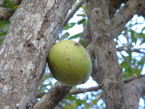 Crescentia alata - PictureThis