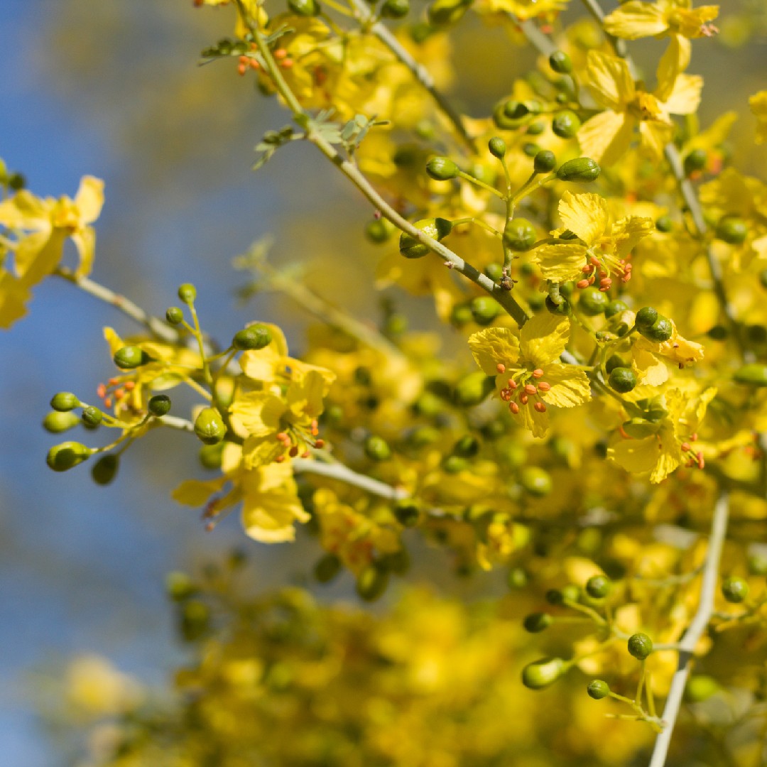 Cercidium (Cercidium) - PictureThis