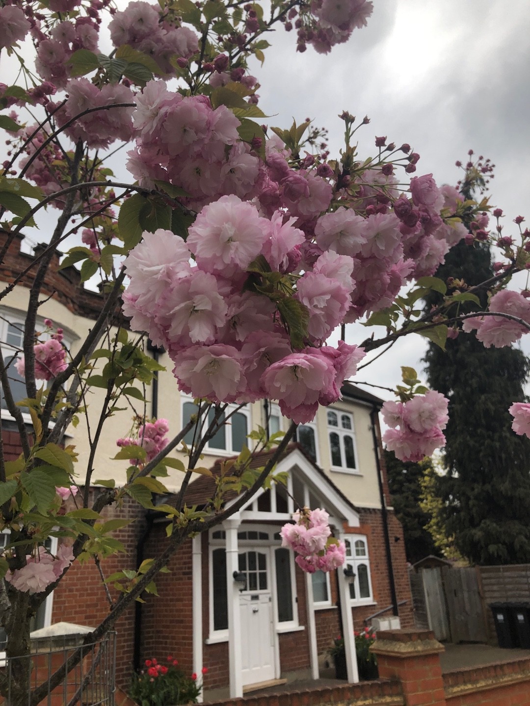 Prunus 'Little Pink Perfection' Flower, Leaf, Care, Uses - PictureThis