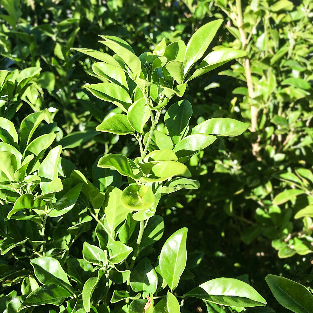 Chintok (Krugiodendron ferreum) - PictureThis