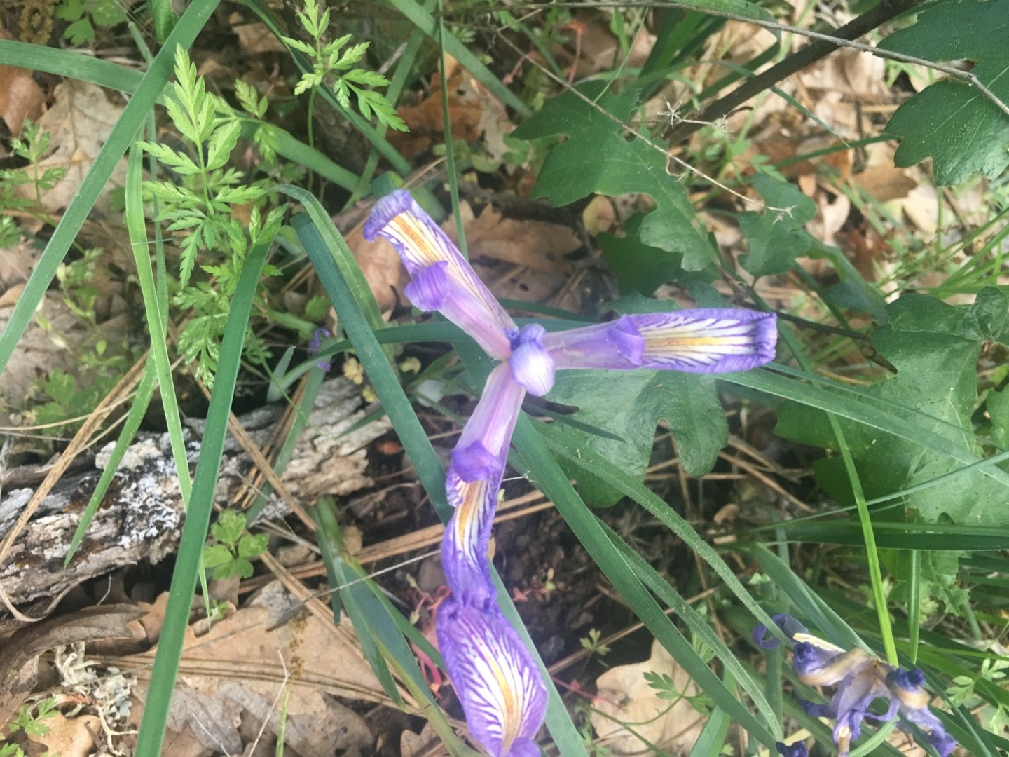 Iris tenuifolia (Iris tenuifolia) - PictureThis