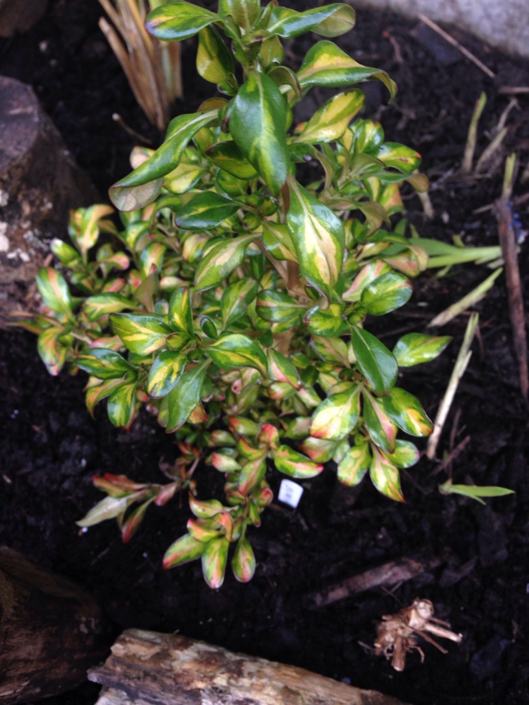 Coprosma repens 'Lemon and Lime' - PictureThis