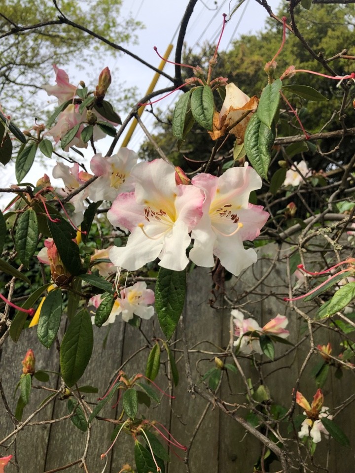 Rhododendron 'Lady Alice Fitzwilliam' (Rhododendron 'Lady Alice ...