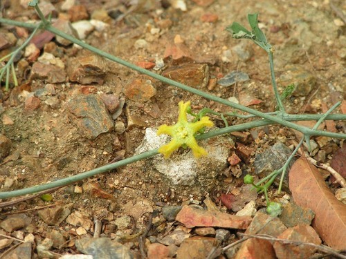 Ibervillea sonorae - PictureThis