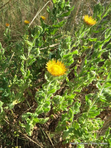 Helichrysum setosum - PictureThis