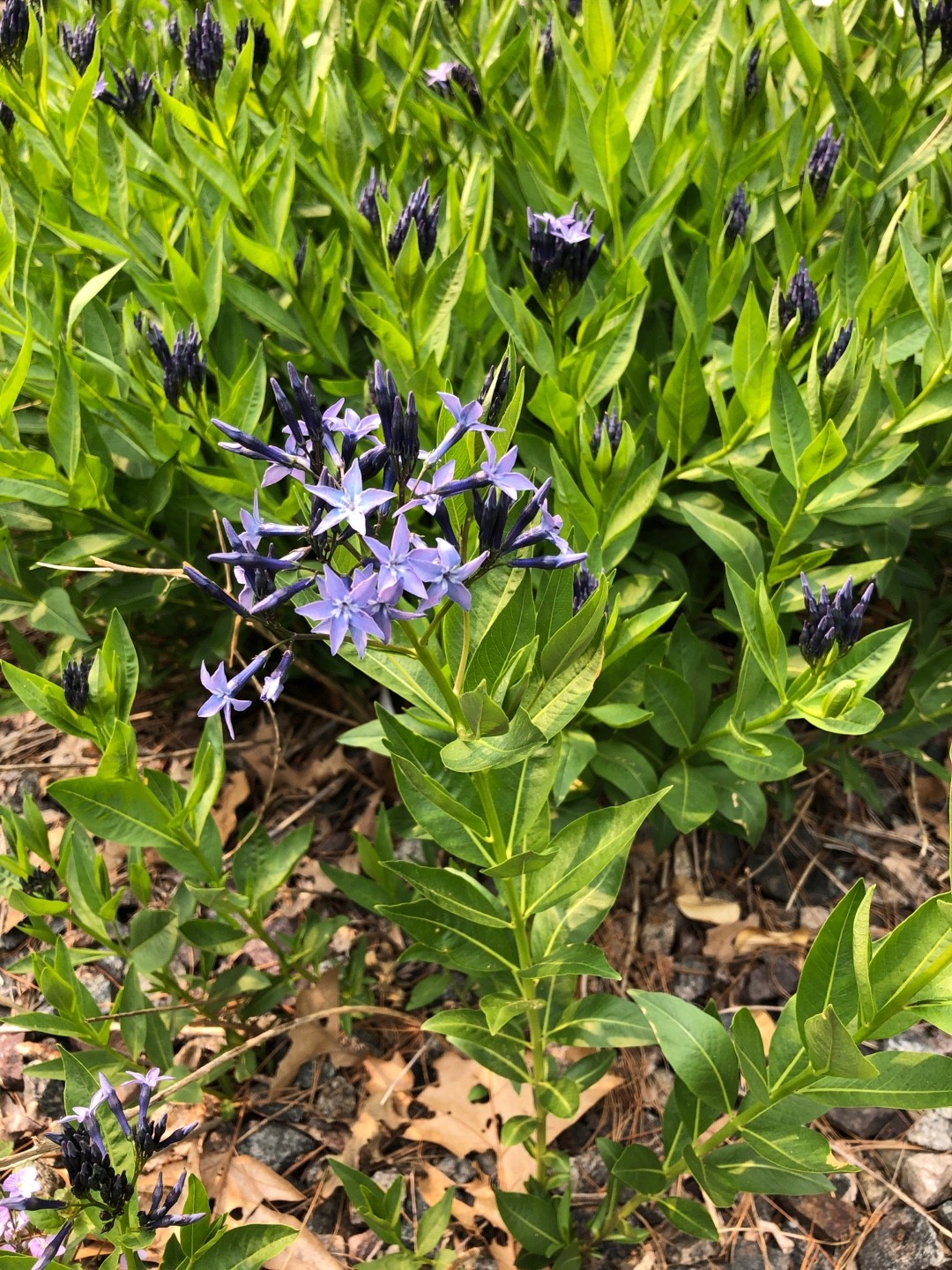 Amsonia (Amsonia) - Picturethis