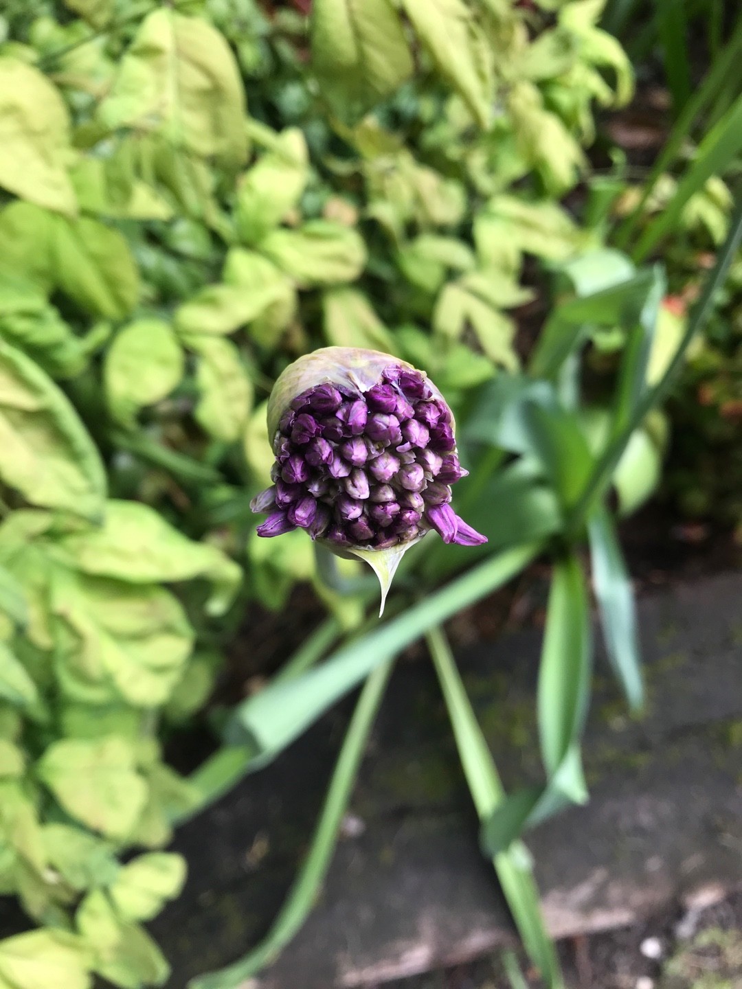 Sand leek (Allium scorodoprasum) Flower, Leaf, Uses - PictureThis