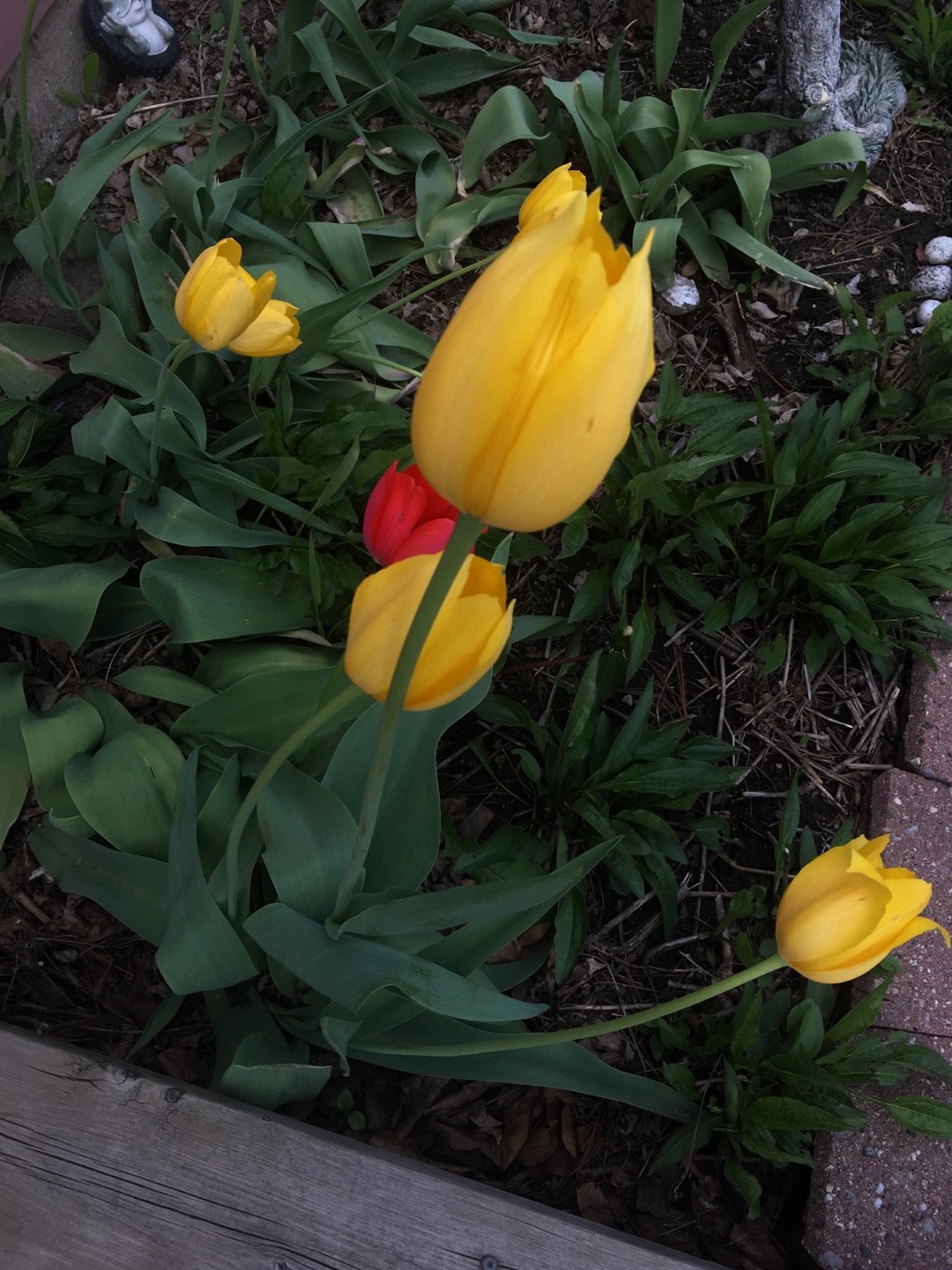 Tulipa 'Yellow Purissima' - PictureThis