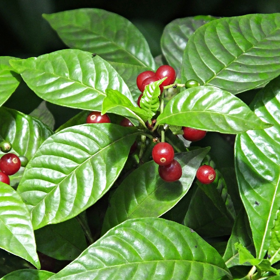 Psychotria nervosa - PictureThis