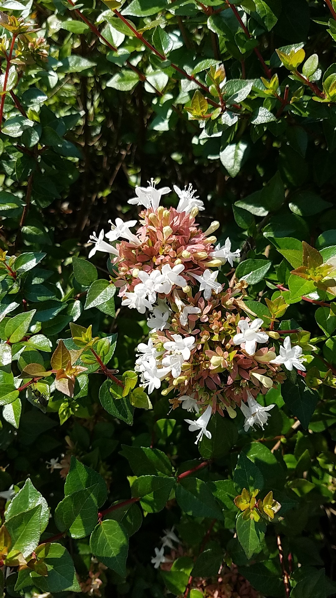 Abelia chinensis - PictureThis