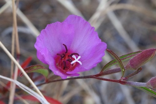 Clarkia - PictureThis