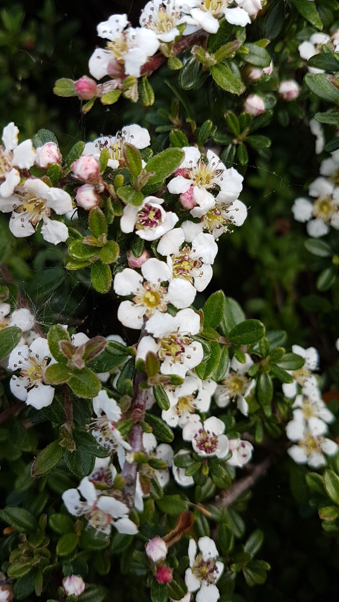 Cotoneaster conspicuus 'Decorus' 照顧，繁殖，開花時間 - PictureThis