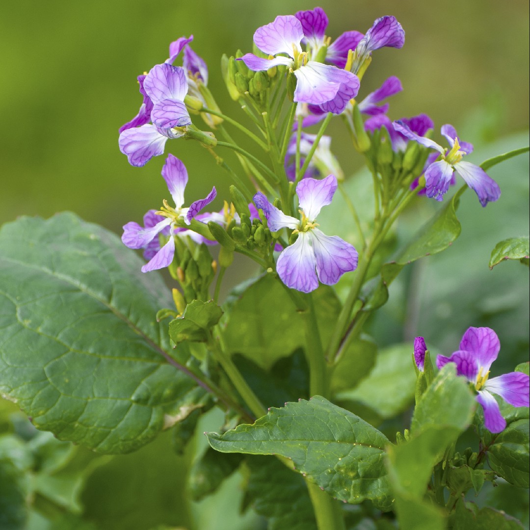 แรดิชป่า (Raphanus raphanistrum) - PictureThis