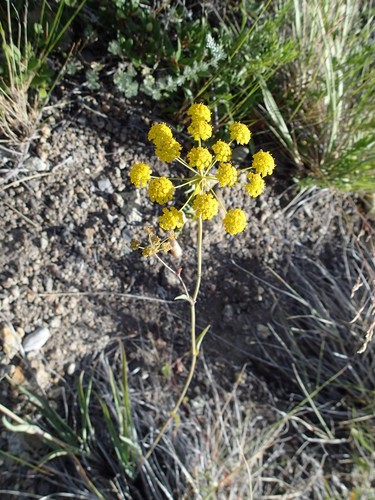 American thorow wax (Bupleurum americanum) Flower, Leaf, Care, Uses ...