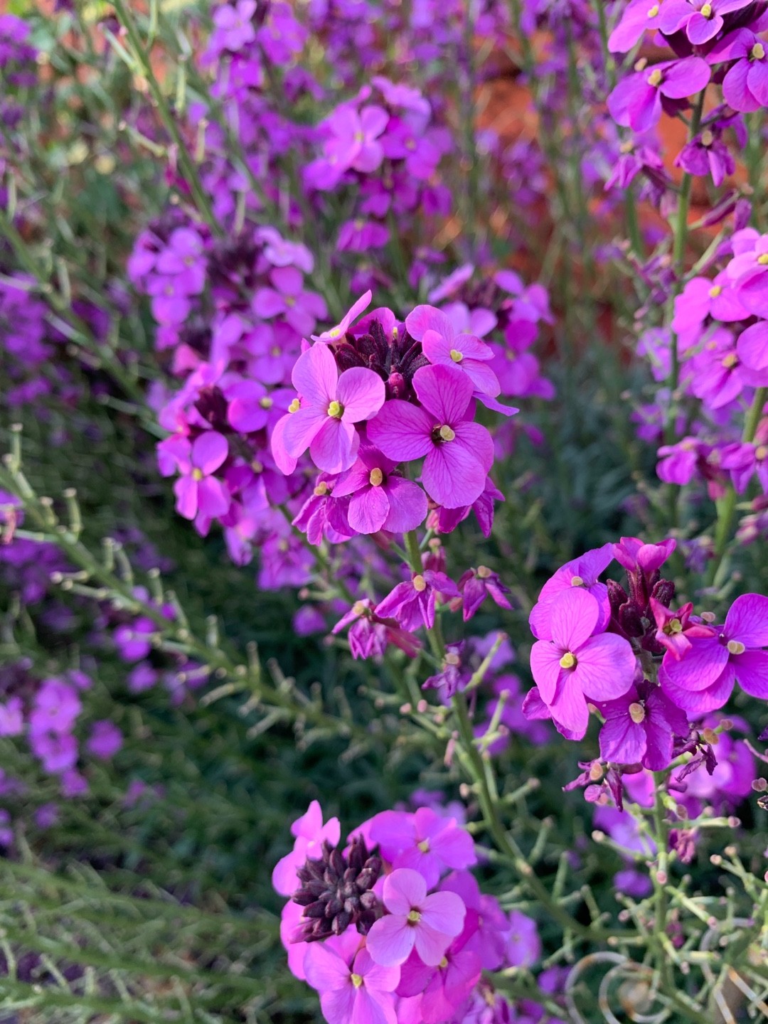 Erysimum (Erysimum) - PictureThis