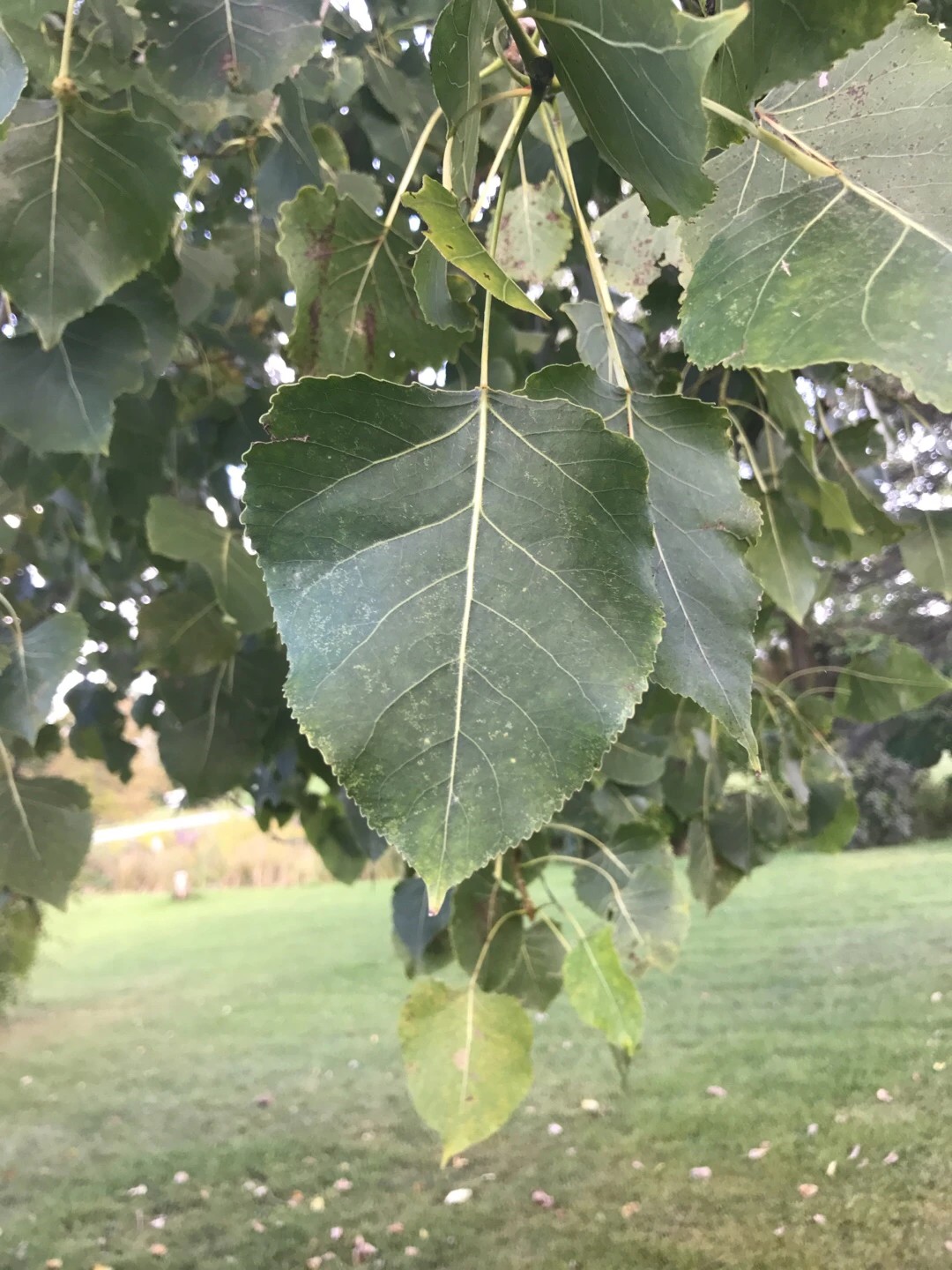 Álamo canadiense Cuidados (Plantando, Fertilizantes, Enfermedades ...