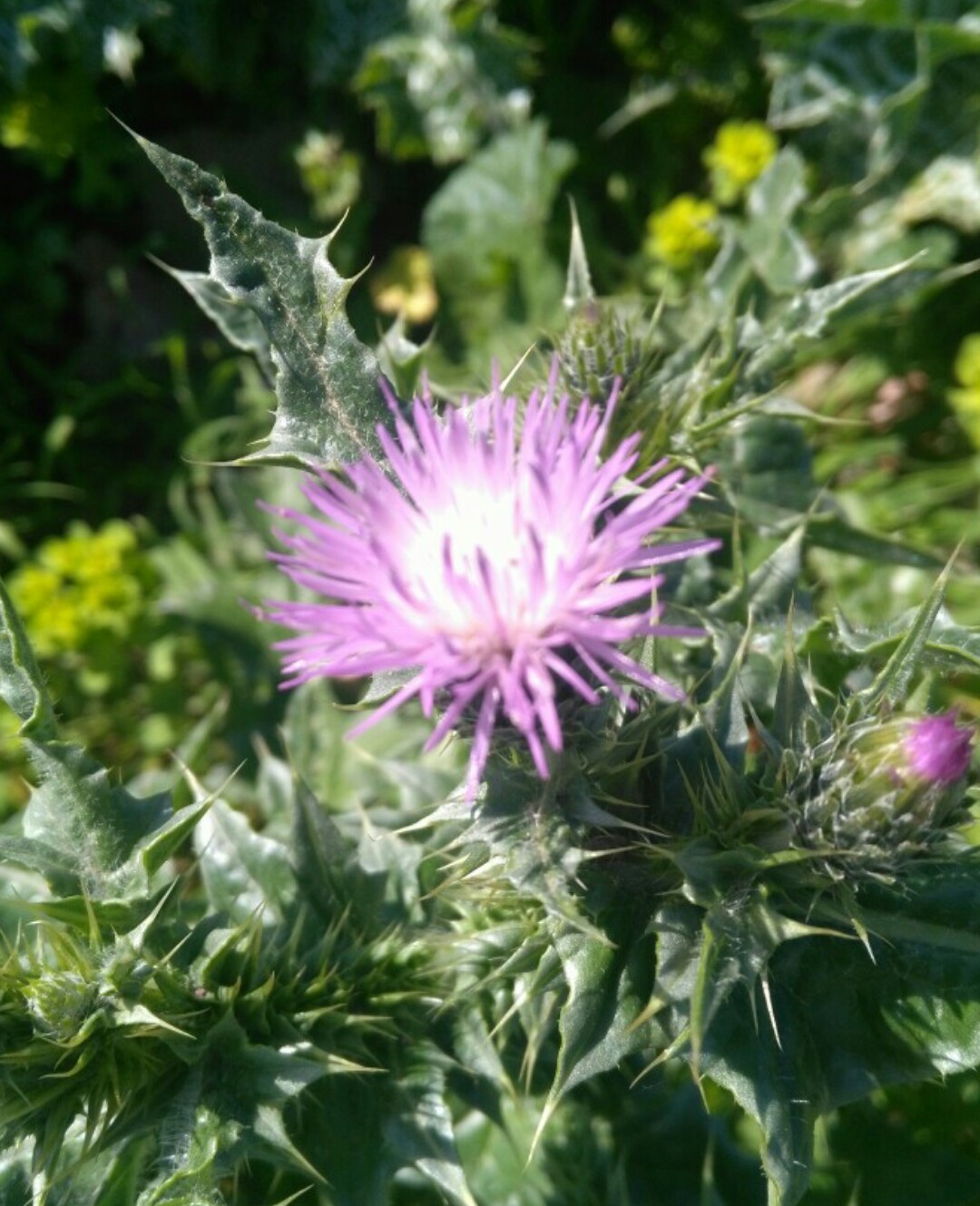 Carduus tenuiflorus - PictureThis