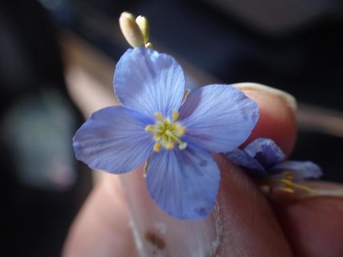 Heliophila lactea - PictureThis
