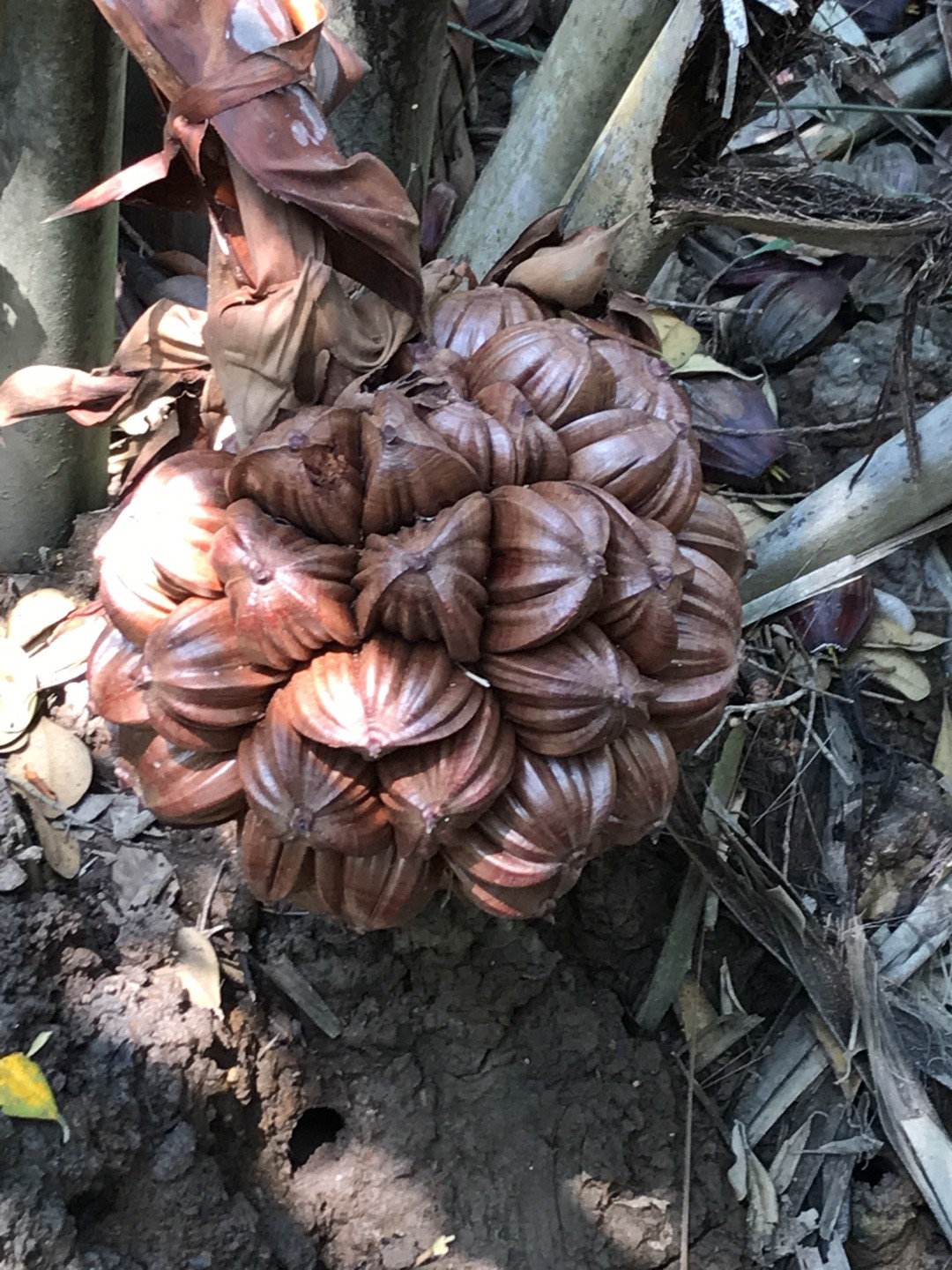 Nypa (Nypa fruticans) - PictureThis