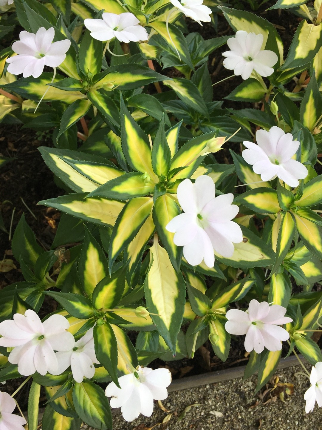 Impatiens 'Sunpatiens Spreading Variegated White' (Impatiens ...