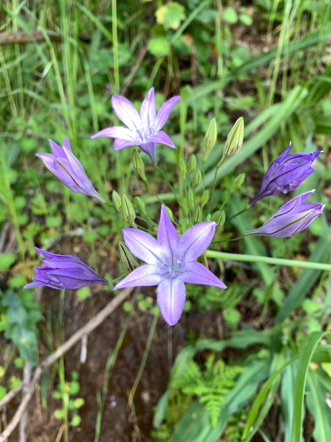 Triteleia (Triteleia) - PictureThis