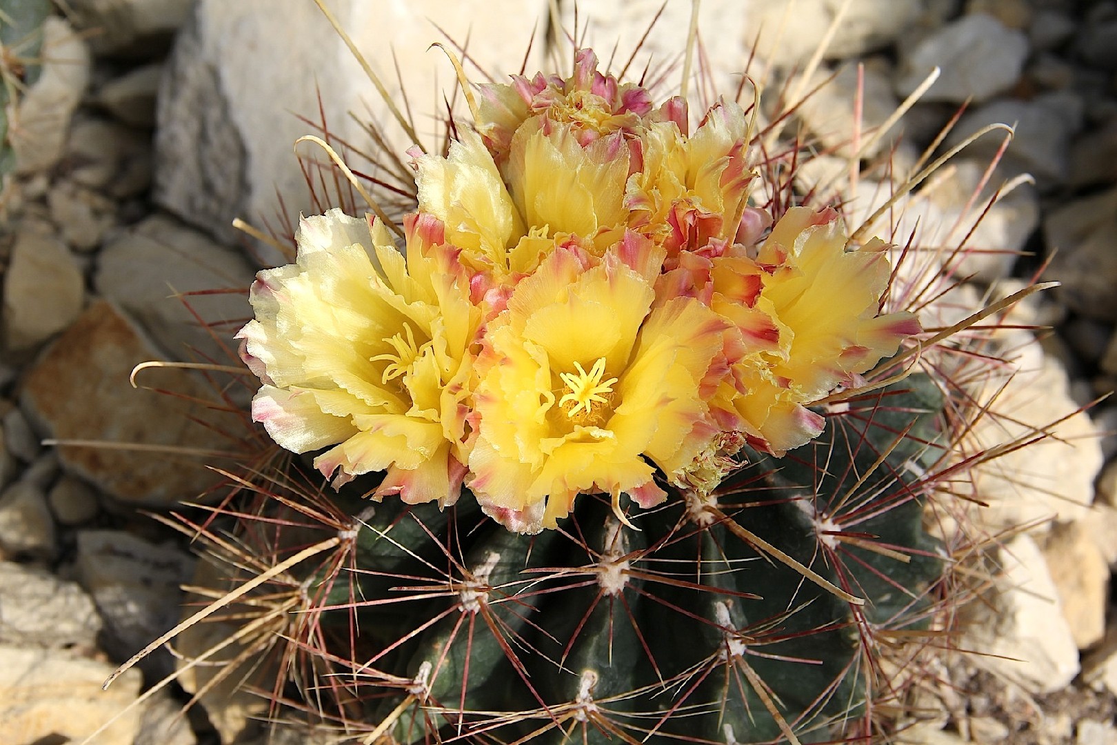 Quanto è grande il ferocactus hamatacanthus ? - PictureThis