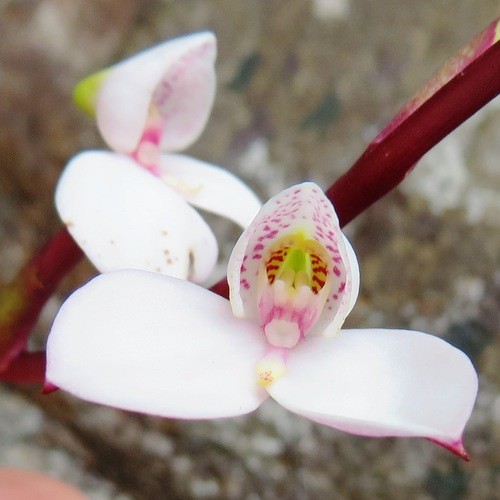 Disa tripetaloides - PictureThis
