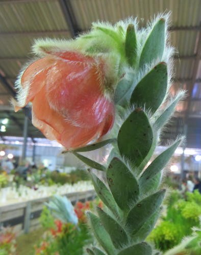 Marsh rose (Orothamnus zeyheri) Flower, Leaf, Uses - PictureThis