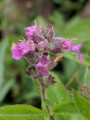 Hairy hedge-nettle (Stachys pilosa) Flower, Leaf, Uses - PictureThis