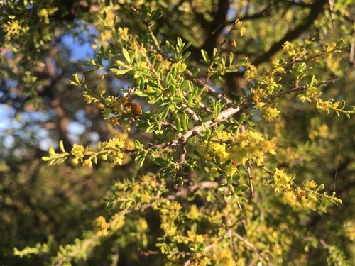 Condalia warnockii Flower, Leaf, Uses - PictureThis