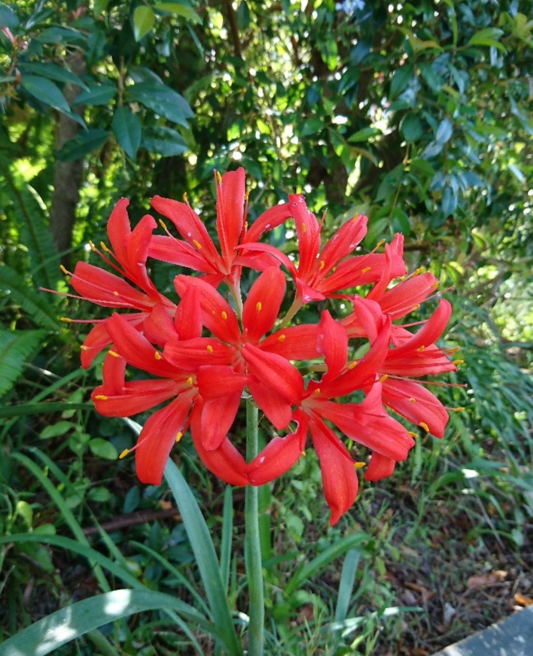 Nerine sarniensis - PictureThis
