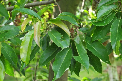 Ceylon olive (Elaeocarpus serratus) Flower, Leaf, Uses - PictureThis