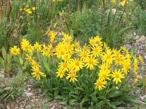 Alpine arnica (Arnica angustifolia) - PictureThis