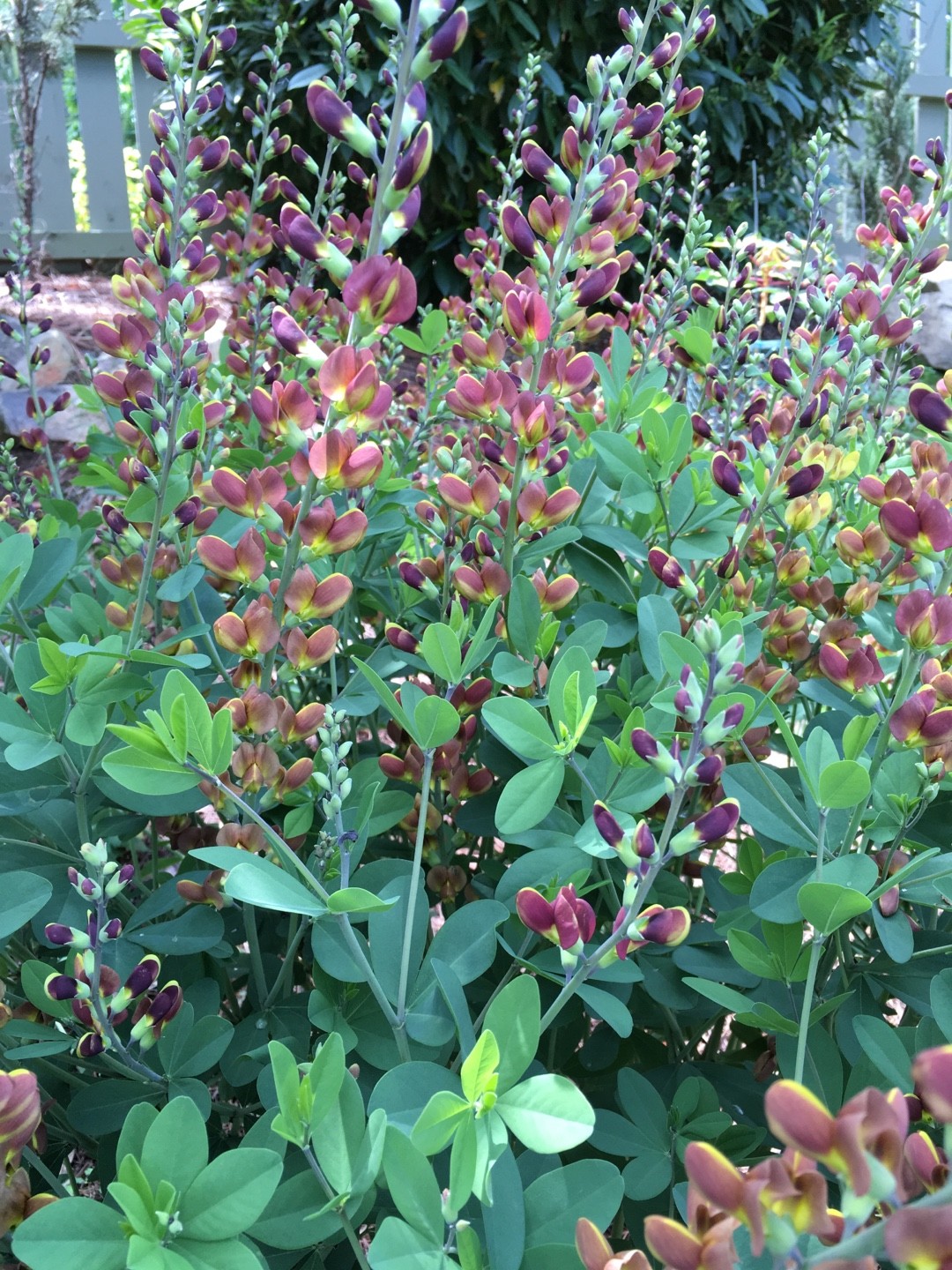 Baptisia 'Pink Lemonade' - PictureThis