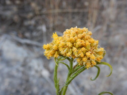 Tatalencho (Gymnosperma glutinosum) - PictureThis