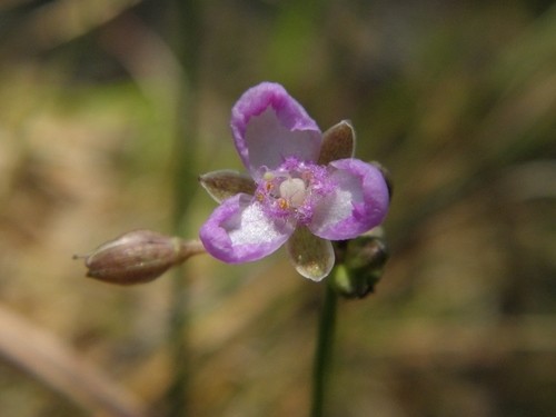 Florida scrub roseling (Callisia ornata) Flower, Leaf, Uses - PictureThis