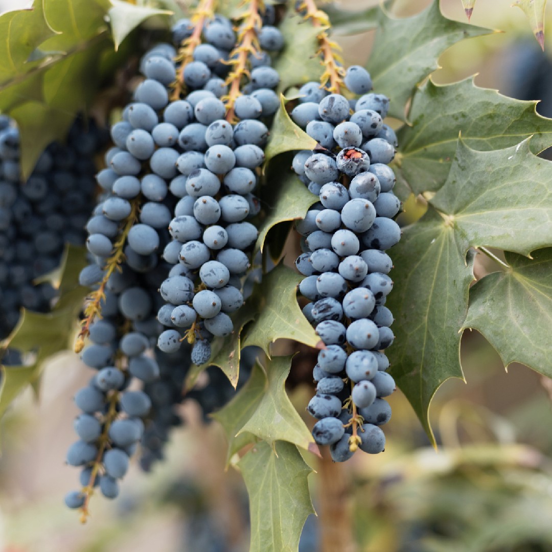 Berberis bealei (Berberis bealei) - PictureThis