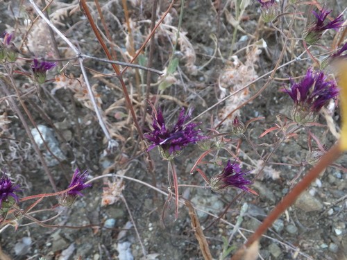 Monardella douglasii - PictureThis