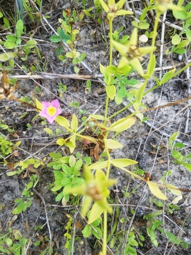 Sabatia arenicola - PictureThis
