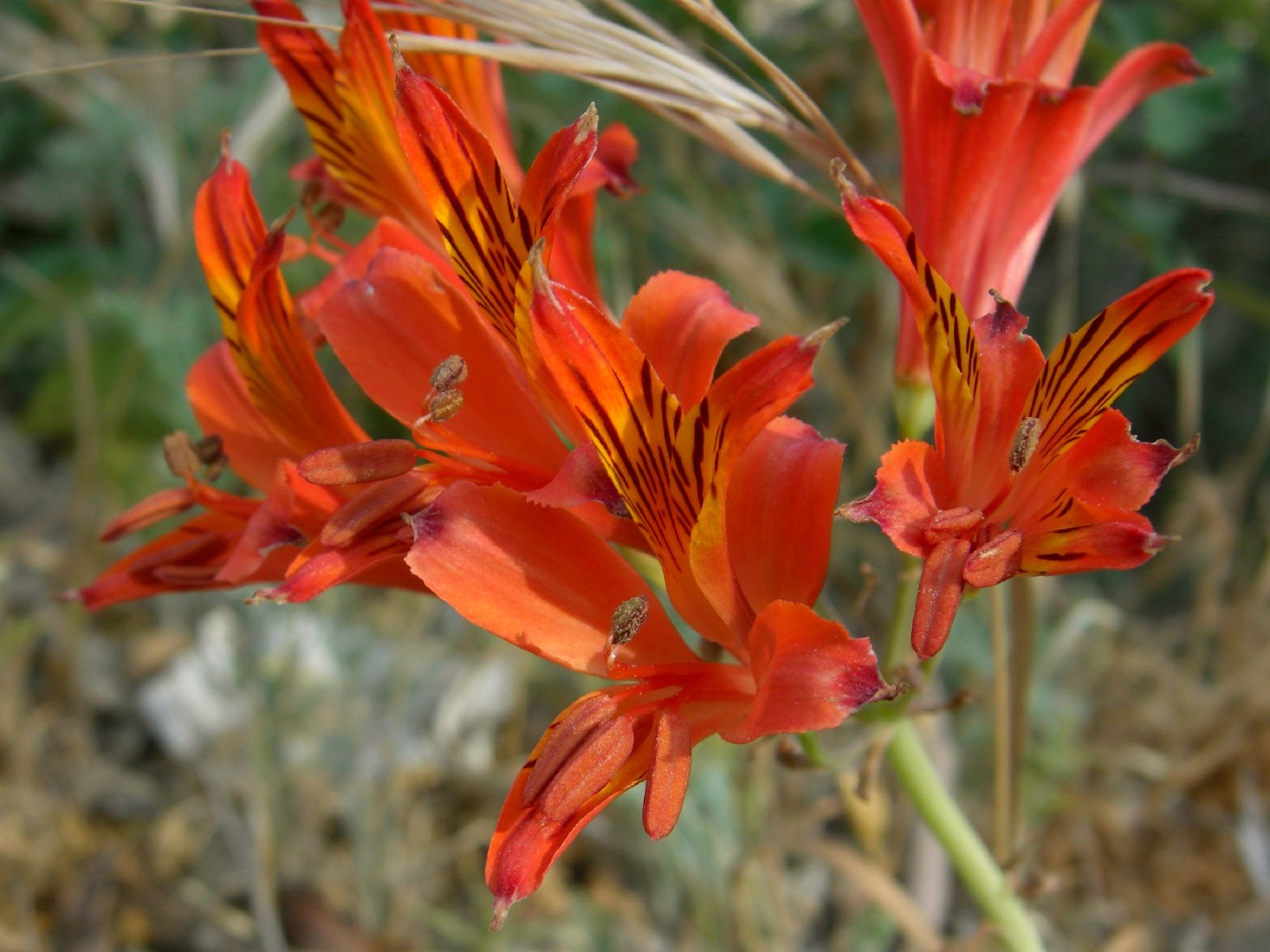 Alstroemeria ligtu (Alstroemeria ligtu) - Picturethis