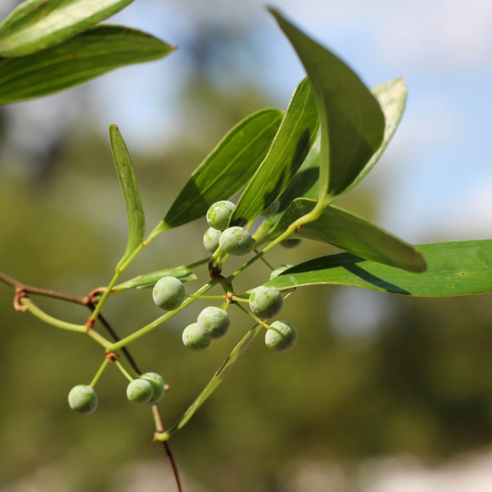 Laurel Greenbrier (Smilax laurifolia) Flower, Leaf, Care, Uses ...