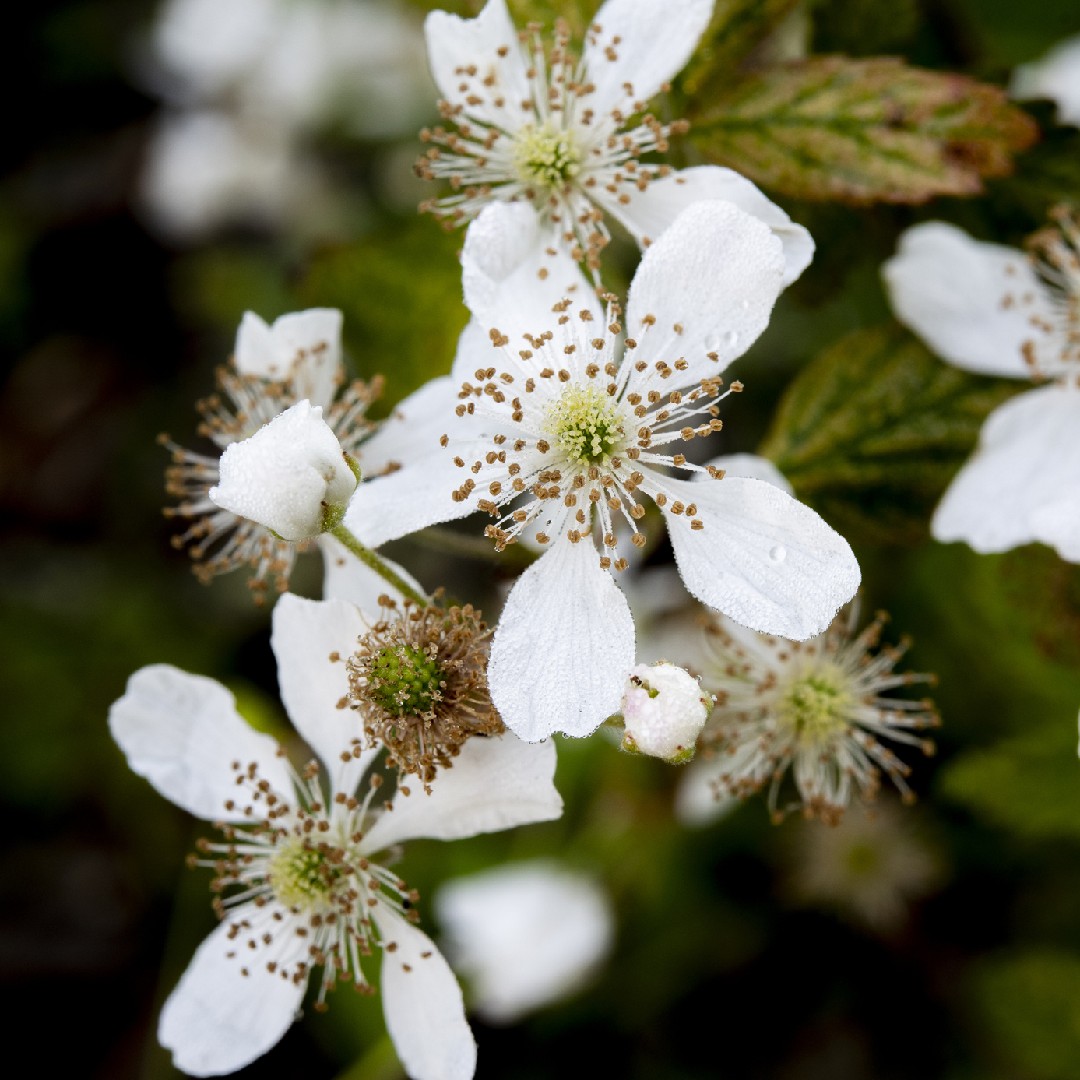 Rubus (Rubus) - PictureThis